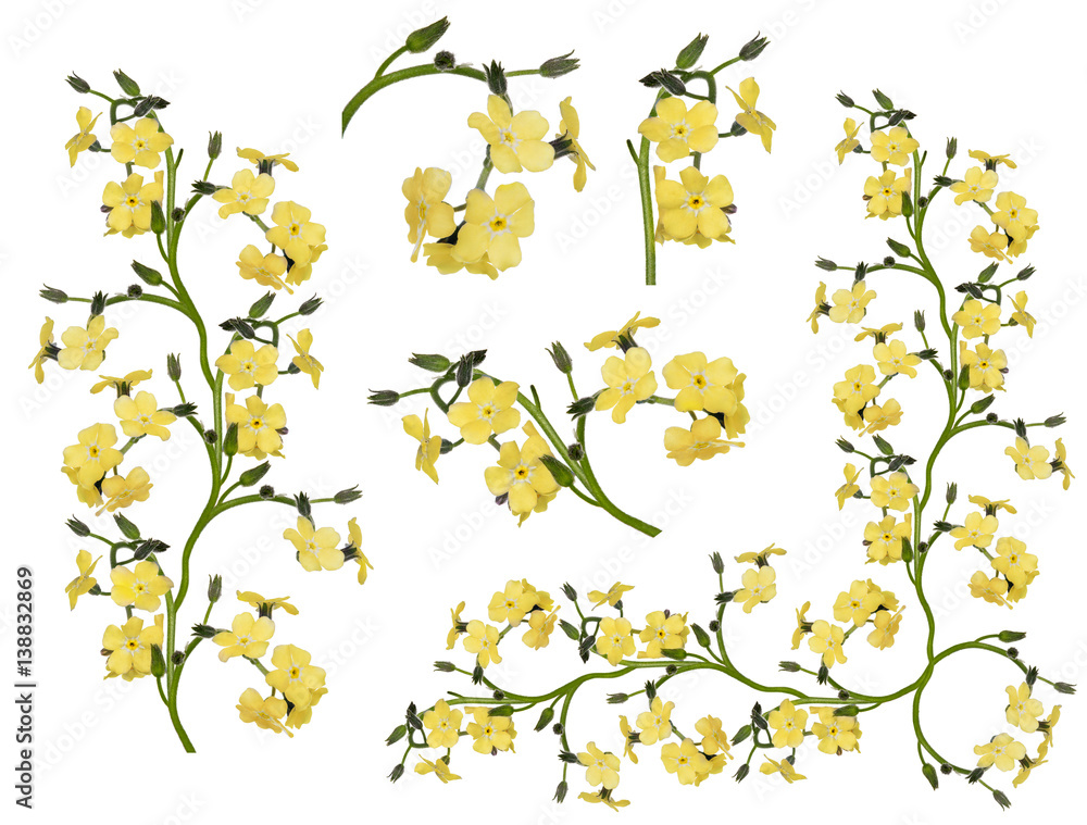 group of light yellow forget-me-not flower elements Stock Photo | Adobe ...