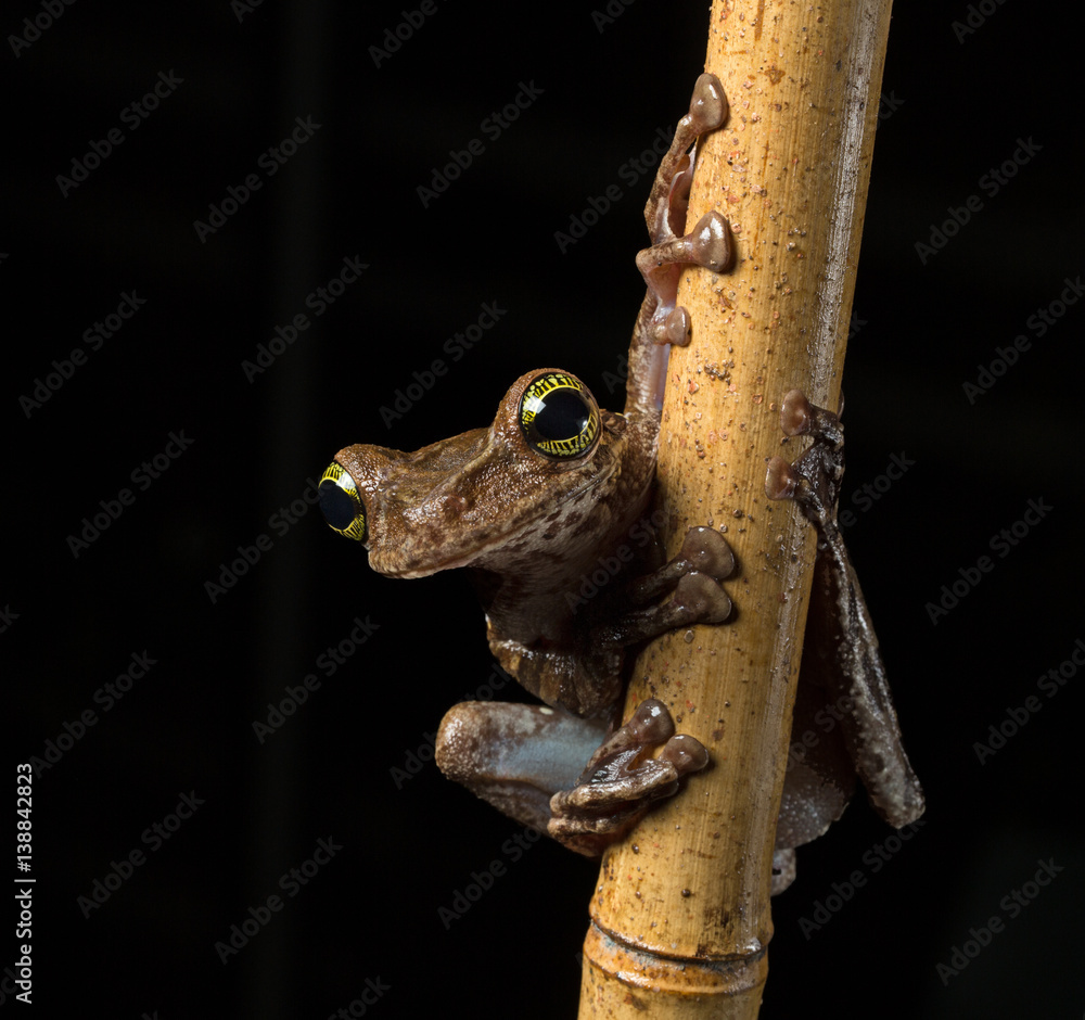 Tropical tree frog, Osteocephalus taurinus. A treefrog from the Amazon ...