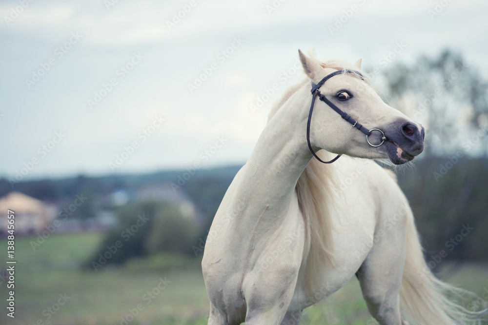 beautiful cream pony stallion running in field. cloudy day Stock-Foto ...