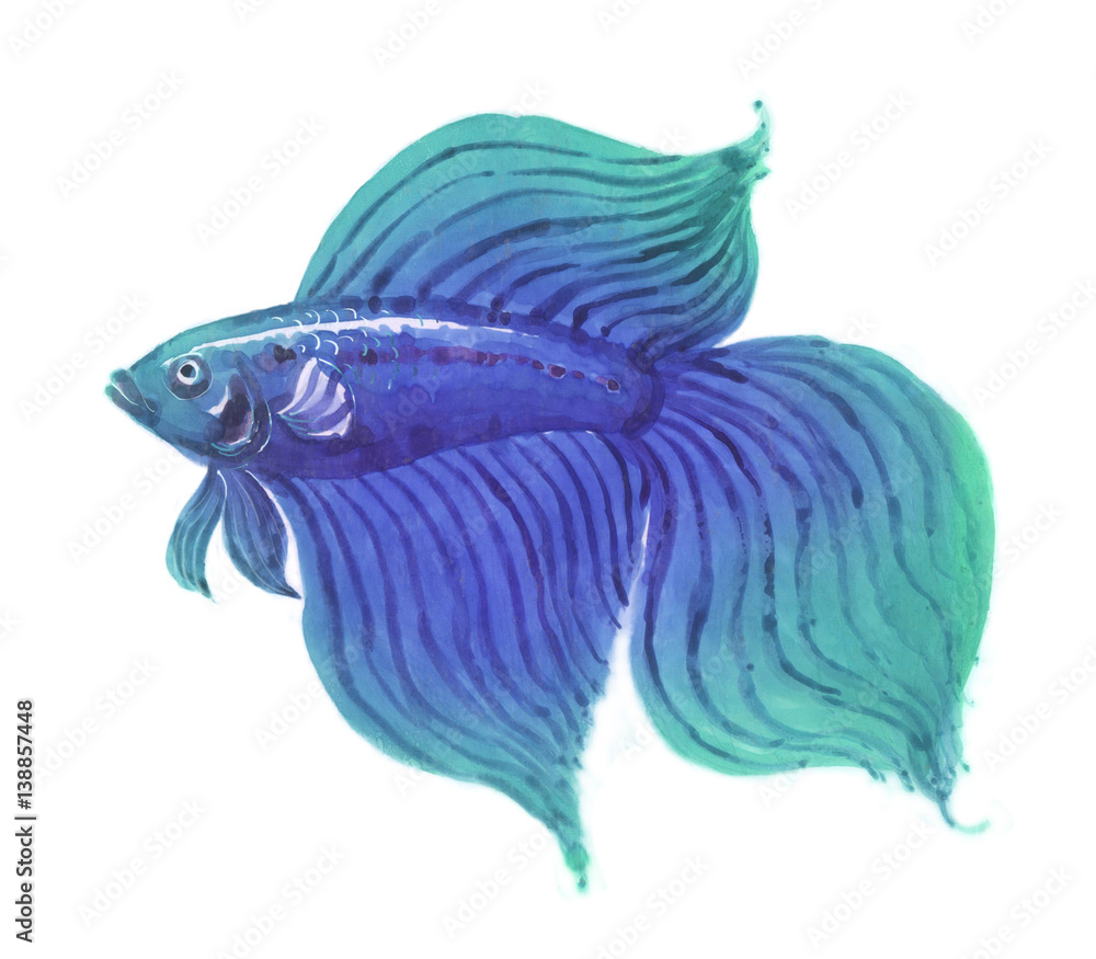 Male Betta Fish Drawing