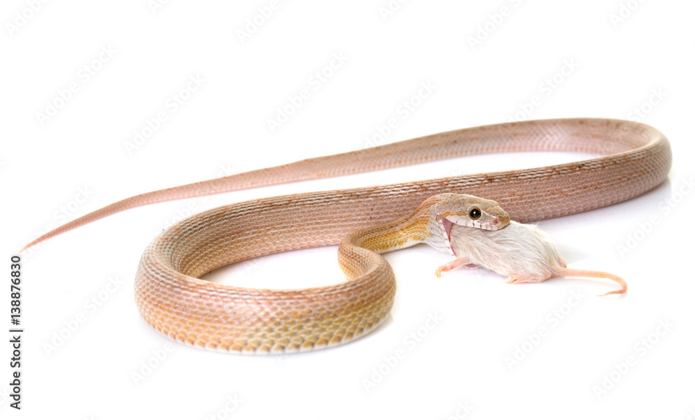 Snake Eating Mouse
