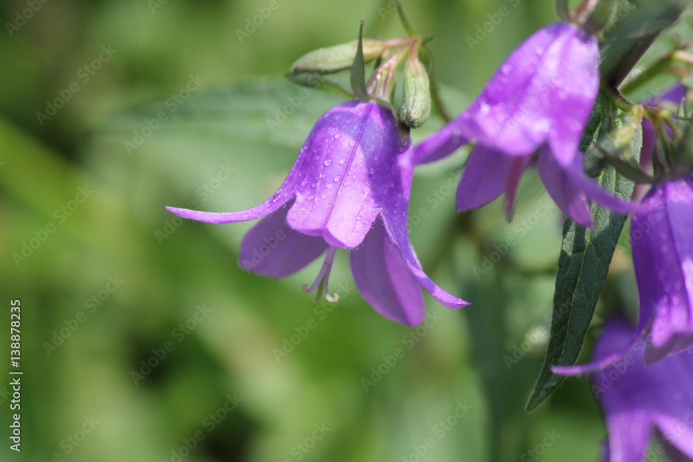 Creeping Bellflower (Campanula rapunculoides), pretty purple-violet ...
