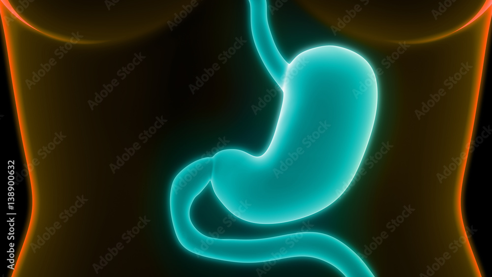 Human Digestive System (Stomach Anatomy) Anterior view Stock ...