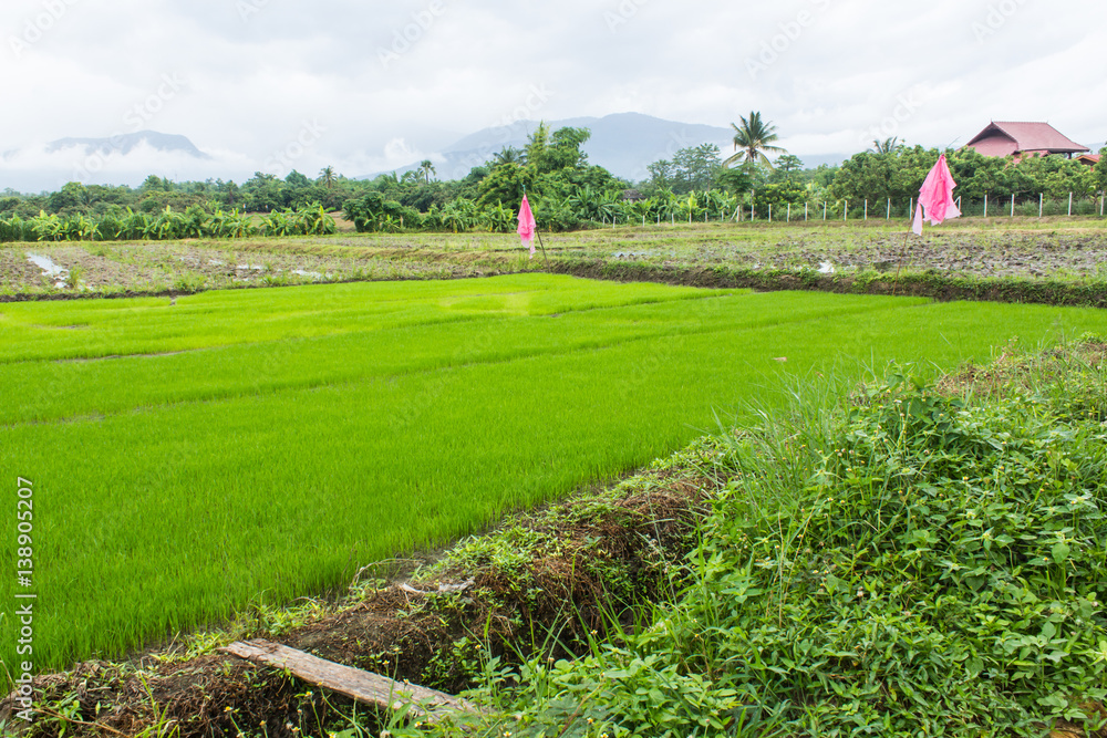 Green Rice seedlings in rice field, lanscape Stock Photo | Adobe Stock