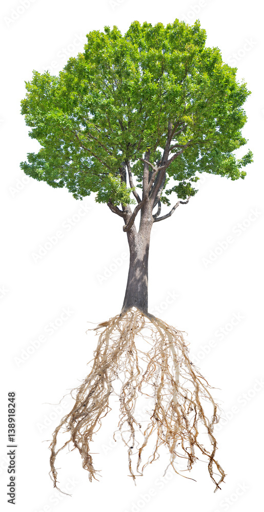 large old green oak tree with root Stock Photo | Adobe Stock