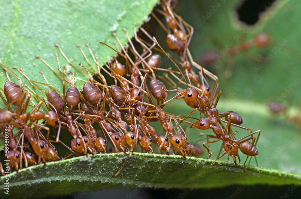 Red ant, Ant bridge unity team Stock Photo | Adobe Stock