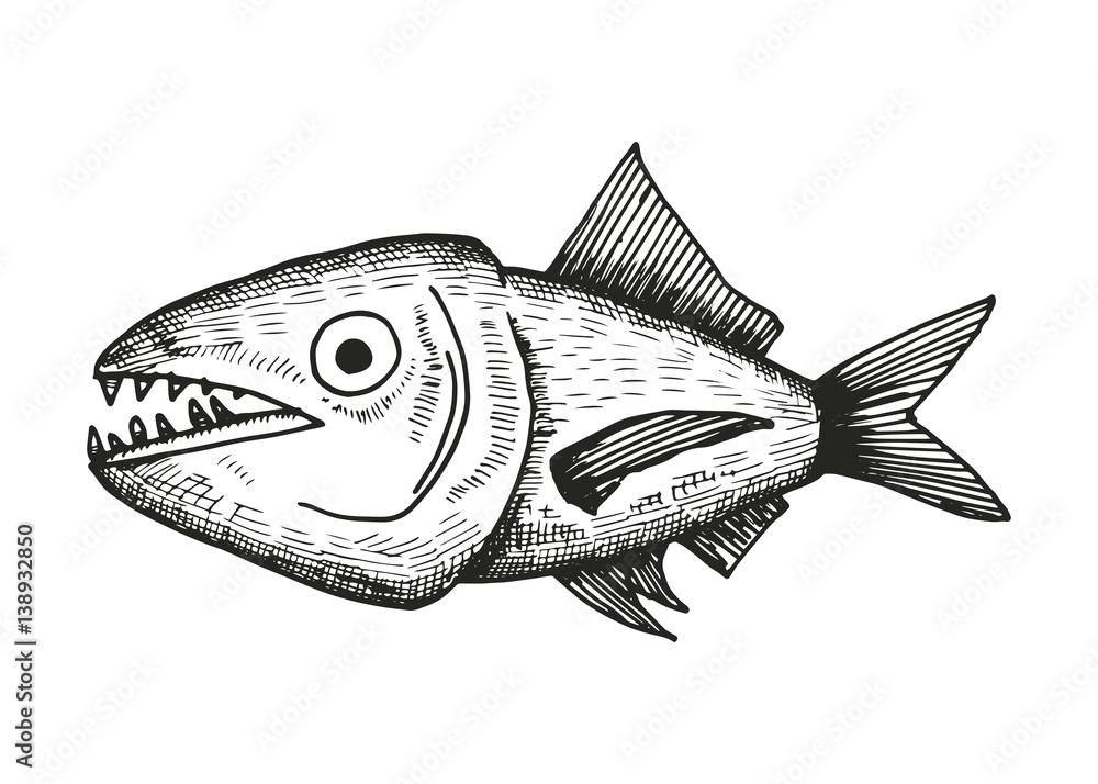 fish sketch Stock Vector | Adobe Stock