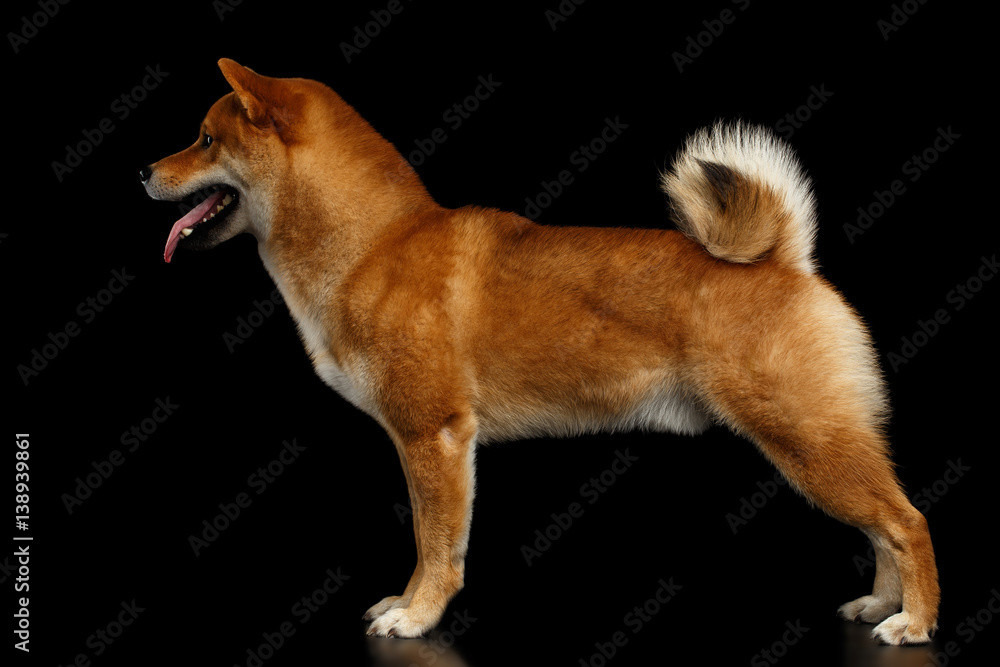 Cute pedigreed Red Shiba inu Breed Dog Standing on Isolated Black ...