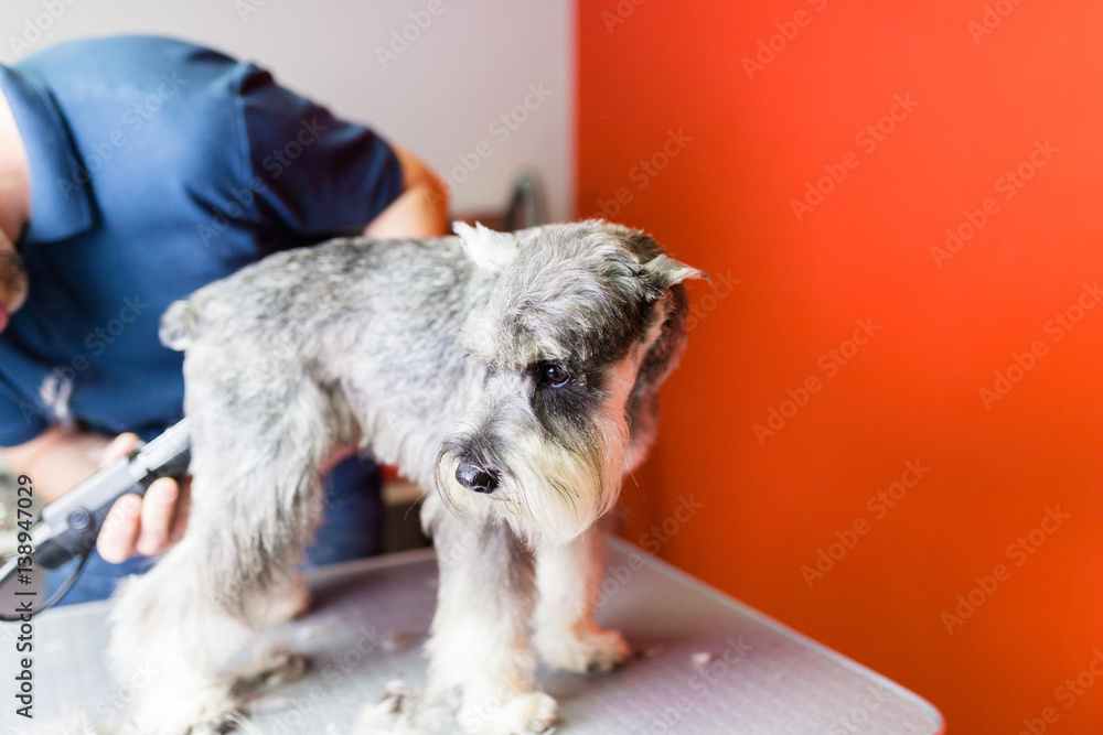 Miniature Schnauzer Grooming