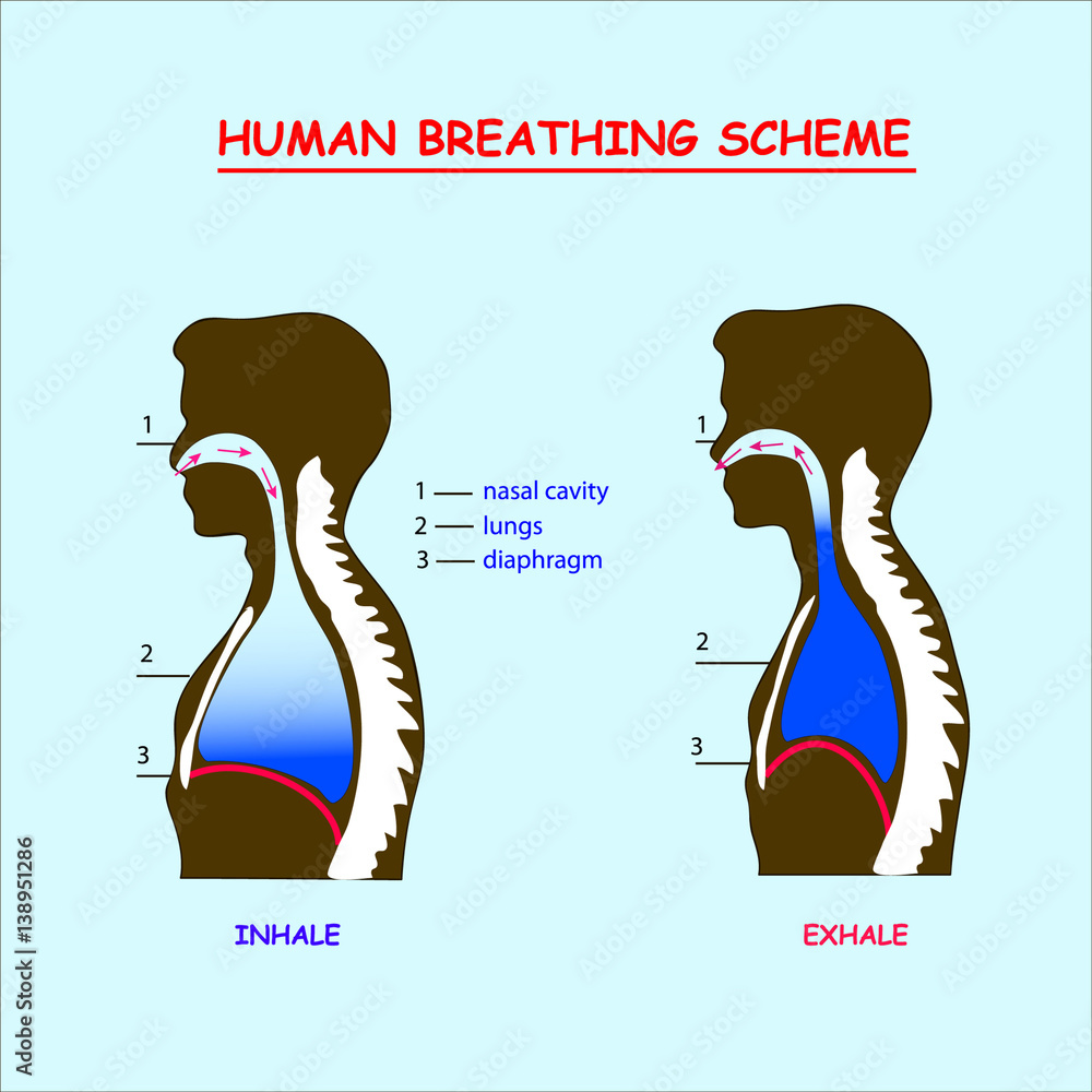 Dark Human breathing scheme info graphic in black. Stock Vector | Adobe ...