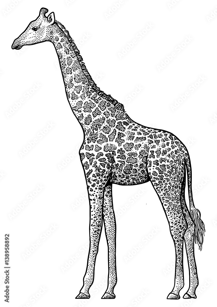 Giraffe illustration, drawing, engraving, ink, line art, vector Stock ...