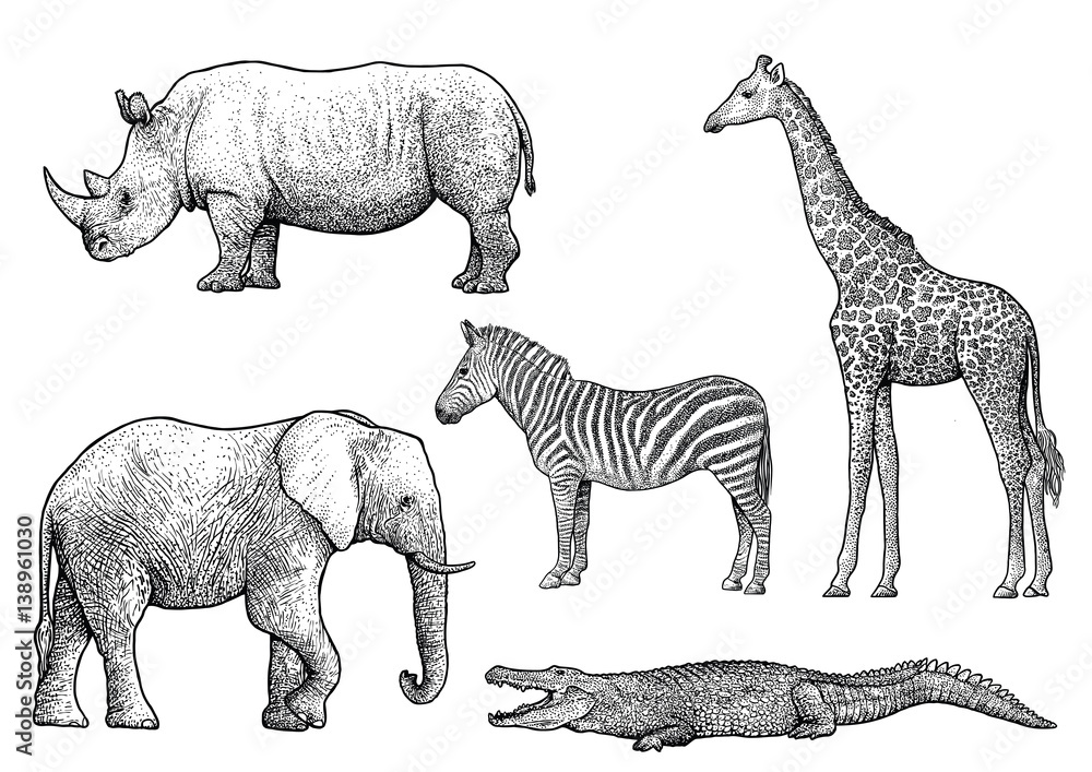 African animals illustration, drawing, engraving, ink, line art, vector ...