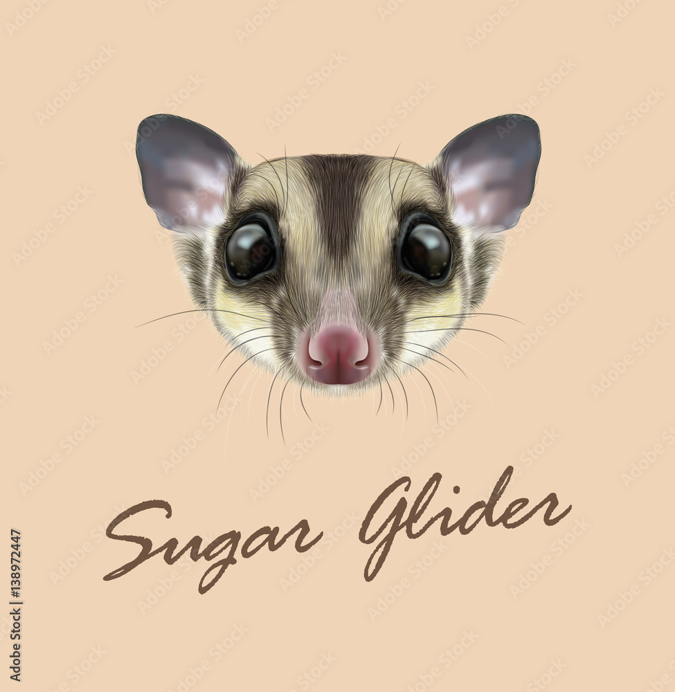 Vector Illustrated portrait of Sugar glider. Stock Vector | Adobe Stock