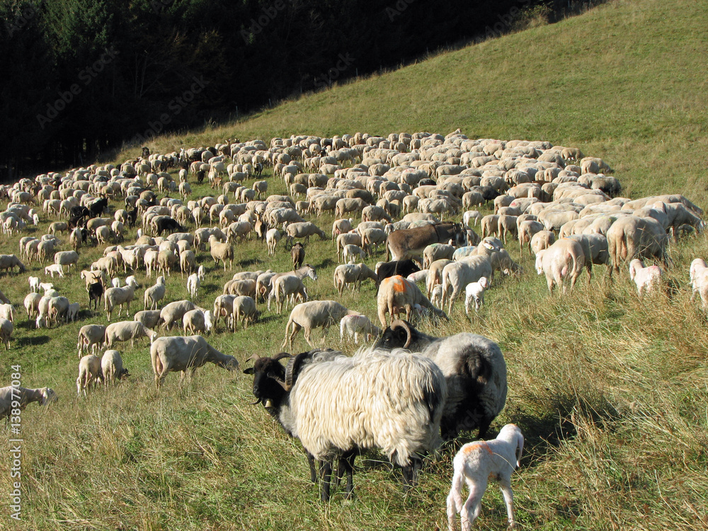flock with many sheep with long fleece grazing on mountain meado Stock ...