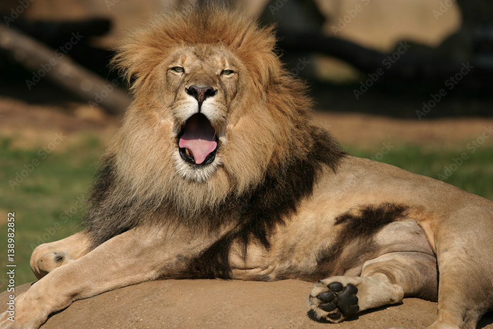 Laughing Lion