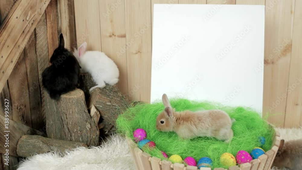 cute bunnies have fun on wooden stumps, little rabbits crawling in ...