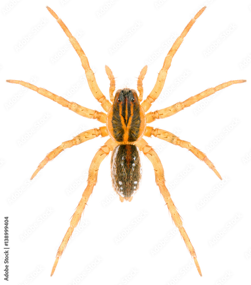 Piratula hygrophila wolf spider isolated on white background. Dorsal ...