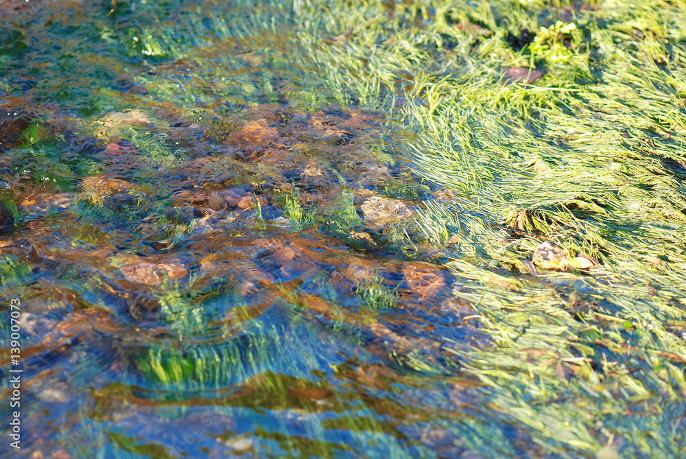 TEXTURA AGUA DE RÍO CON PLANTAS Stock Photo | Adobe Stock