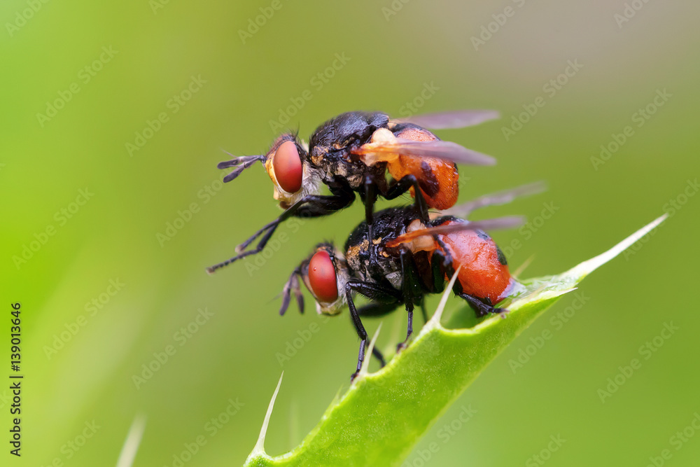two flies copulate on a thistle Stock Photo | Adobe Stock