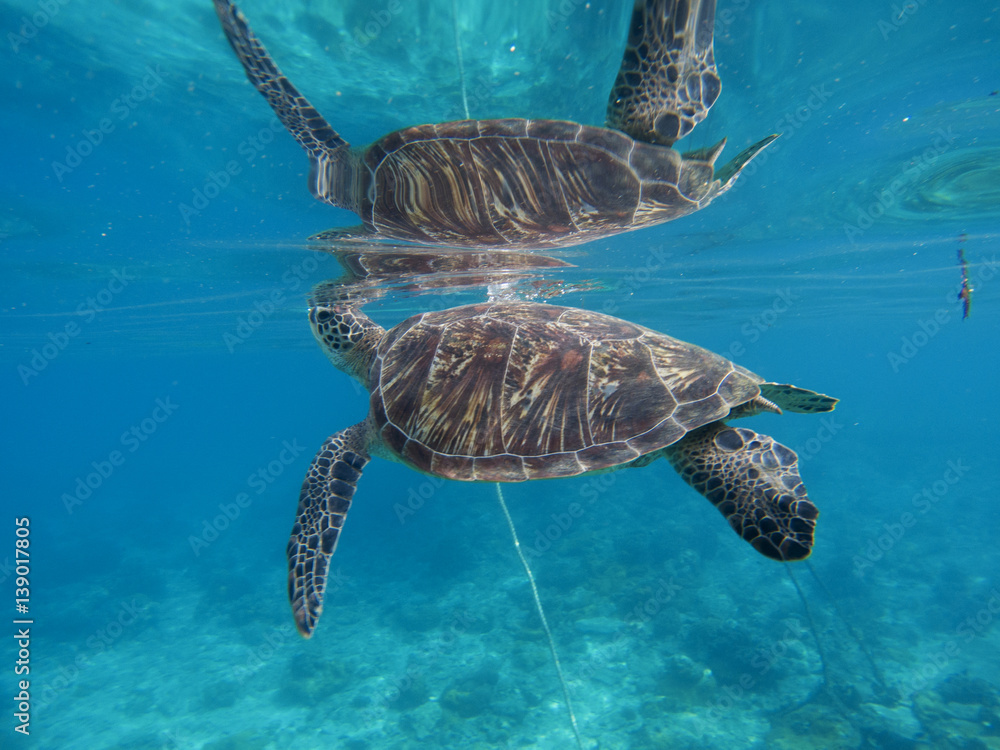 Sea turtle underwater with its reflection in water surface. Green ...
