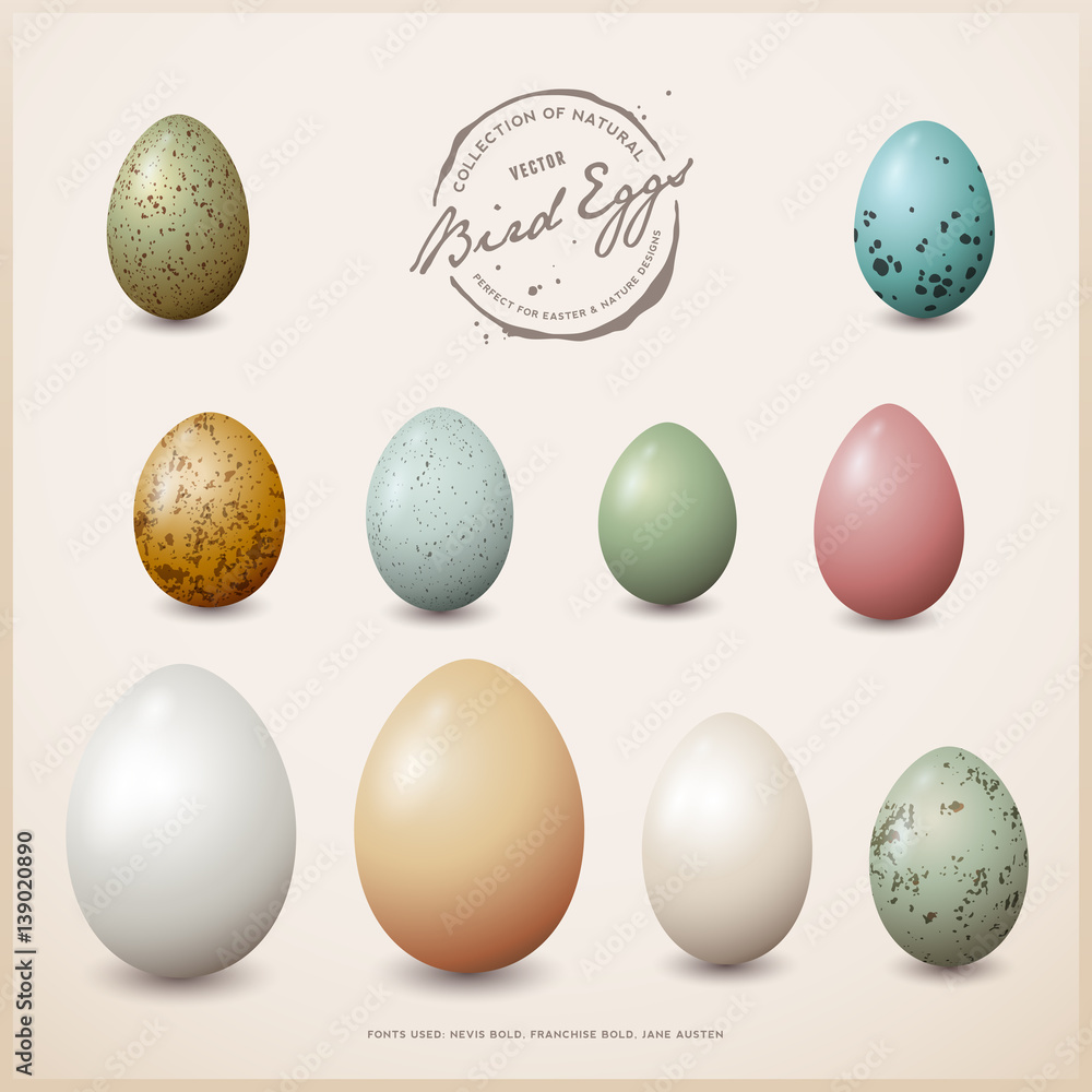 collection of vector bird eggs with different shapes, sizes and ...