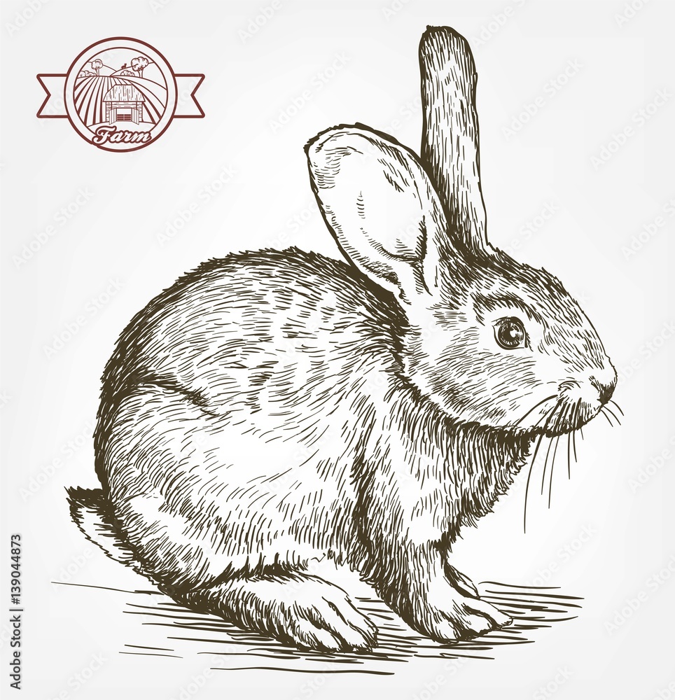 sketch of rabbit drawn by hand. animal husbandry Stock Vector | Adobe Stock