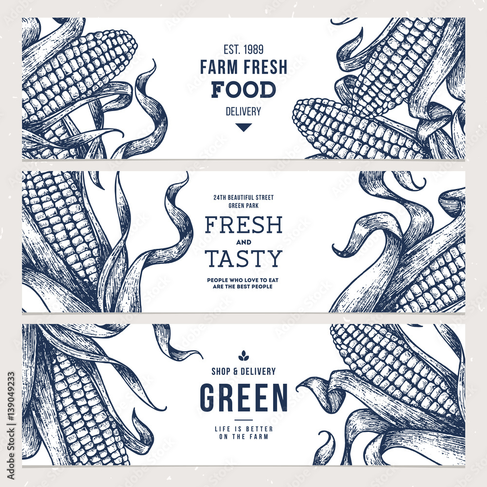Corn on the cob vintage banners collection. Botanical corn. Vector ...
