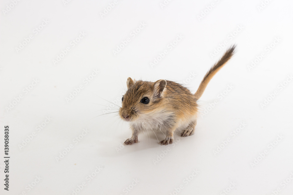 Litter Mongolian gerbil, Desert Rat Stock Photo | Adobe Stock