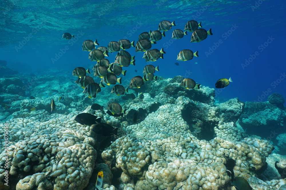 Acanthurus Guttatus