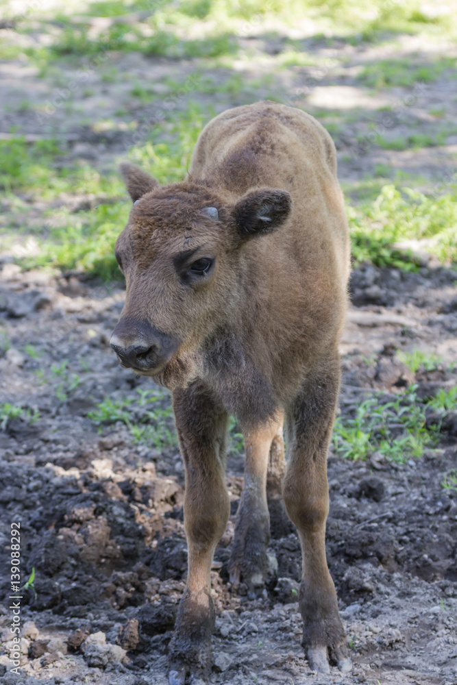 Wisent in der Natur Stock-Foto | Adobe Stock