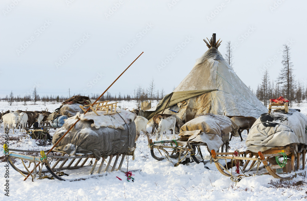 Camp of nomadic tribe in the polar tundra at a frosty day, chum, sled ...