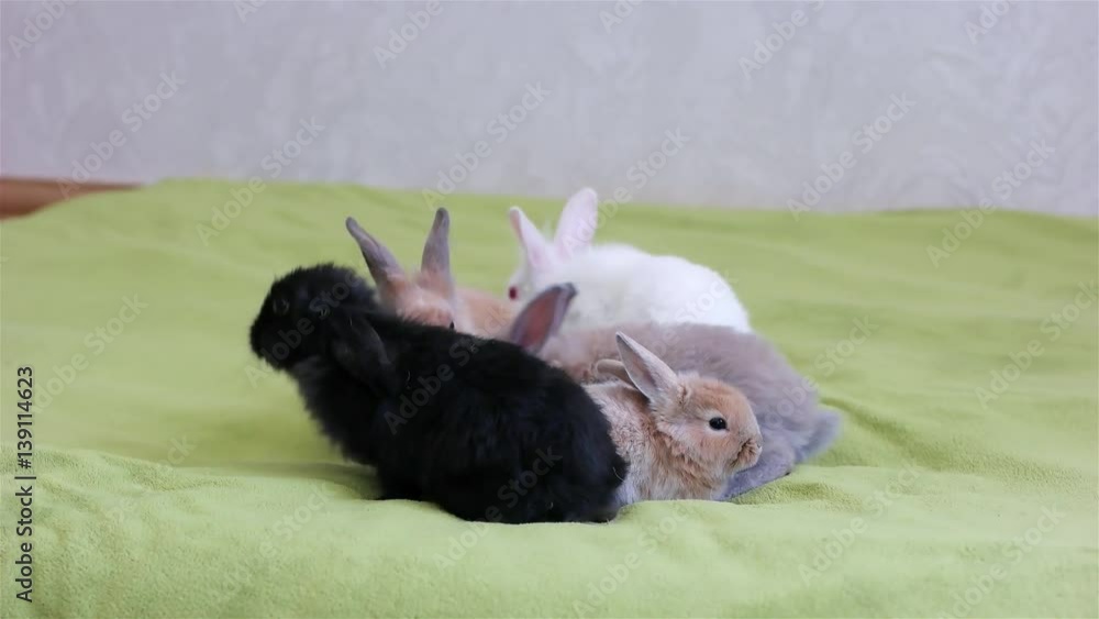 easter symbol, little cute colourful animals have fun, rabbits crawling ...