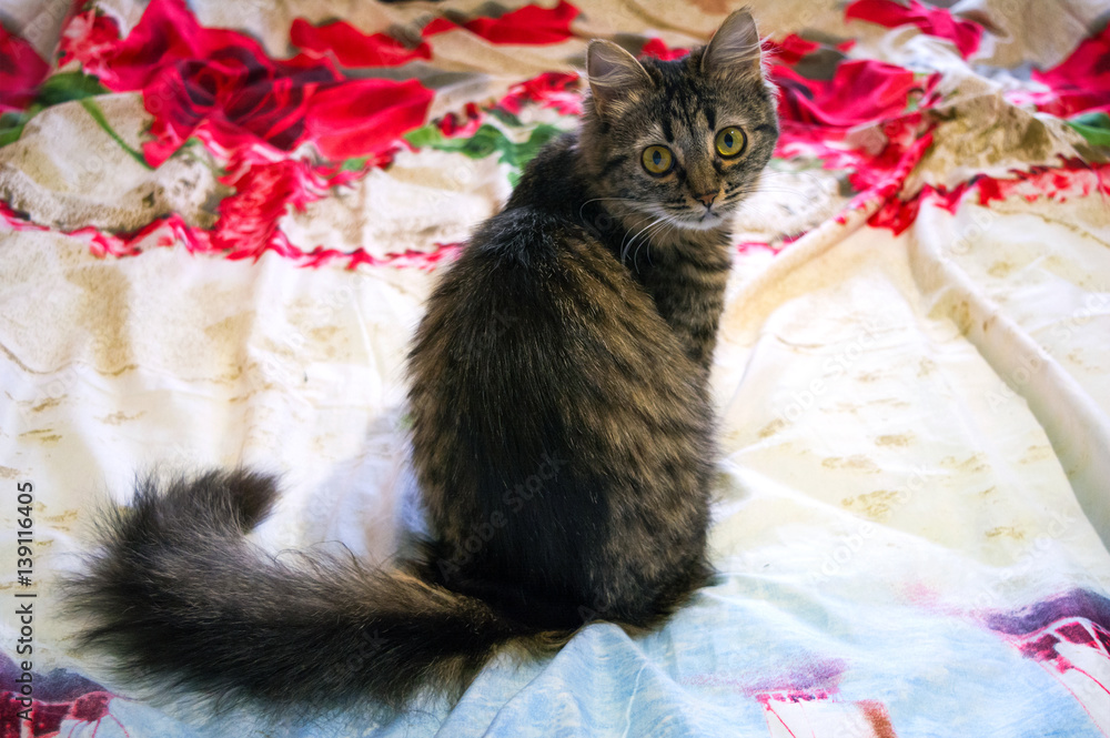 Striped cat turning his head. Stock Photo | Adobe Stock