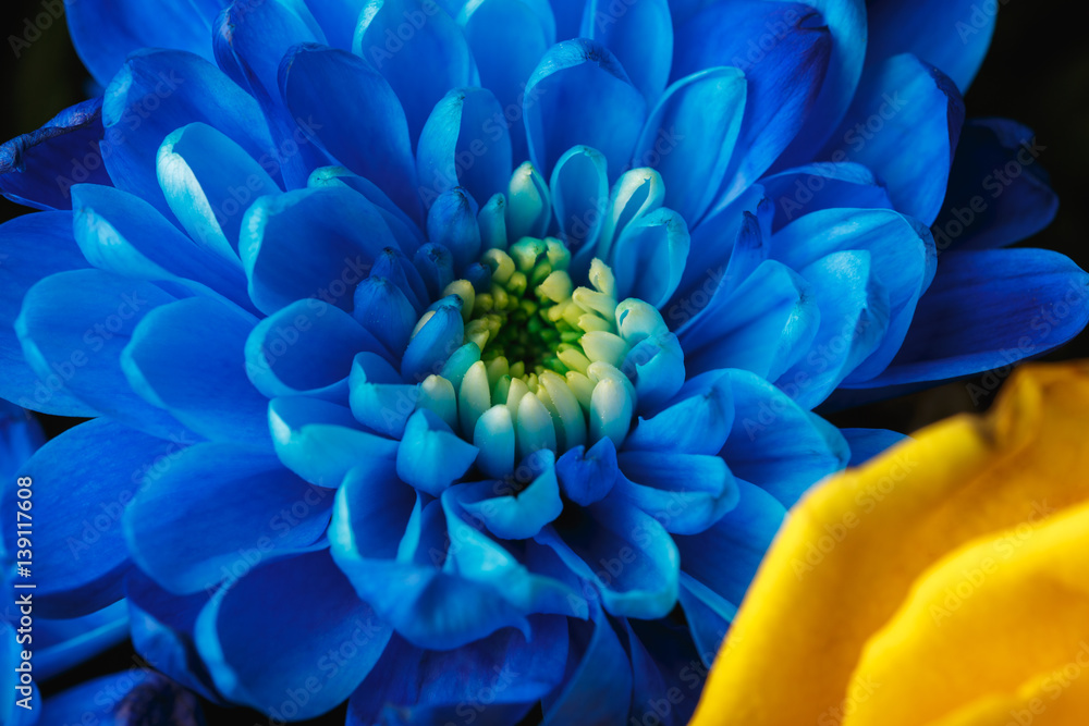 Blue chrysanthemum as background. The blue chrysanthemum flower, close ...