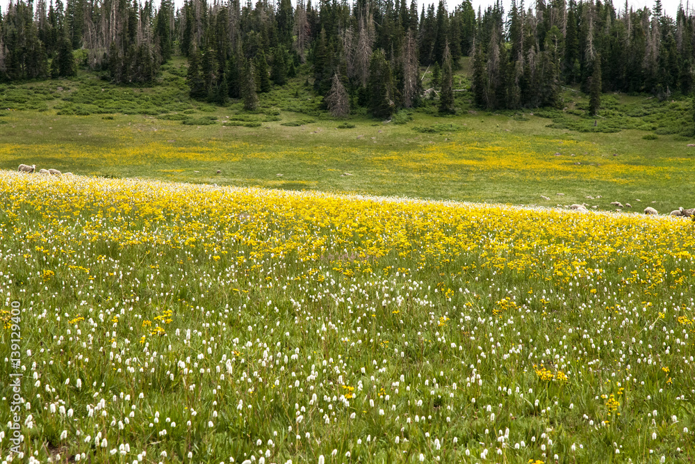 Field of wild flowers Stock Photo | Adobe Stock
