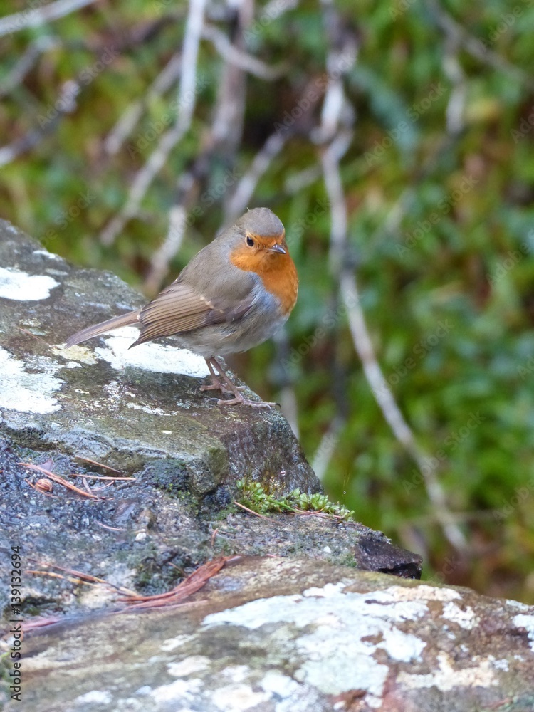 Robin bird looking straight into camera Stock Photo | Adobe Stock