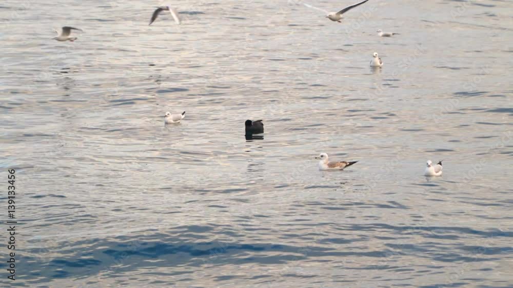 Seagull floating in the sea and flying over water. Stock Video | Adobe ...
