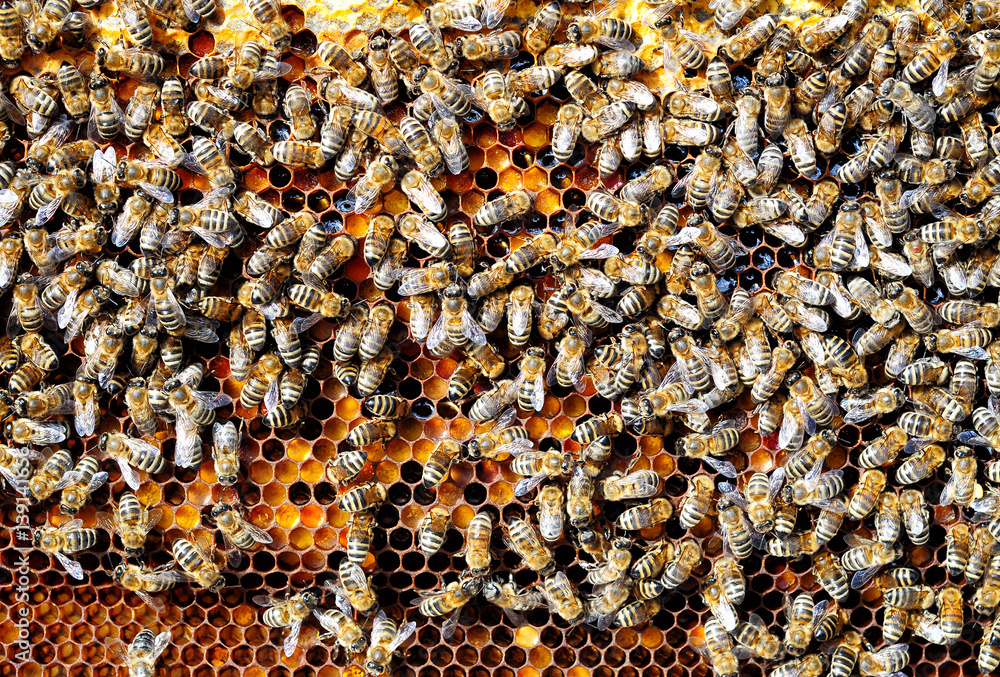 Bees on honeycomb cell pack into bee bread. Apitherapy. Stock Photo ...