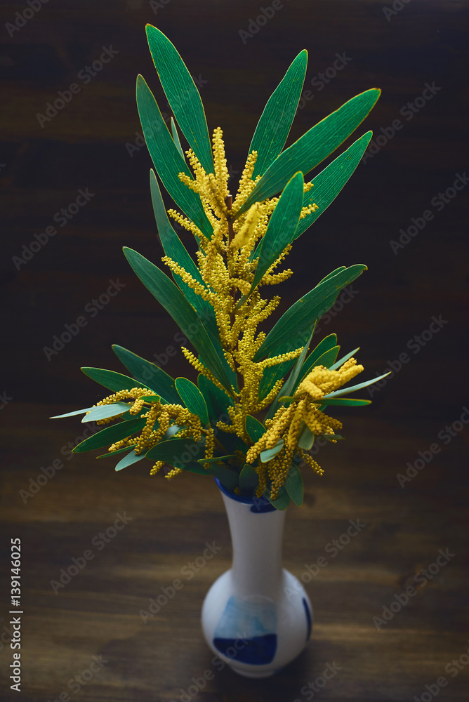 bouquet of yellow sprigs of acacia, mimosa in a white vase with blue ...