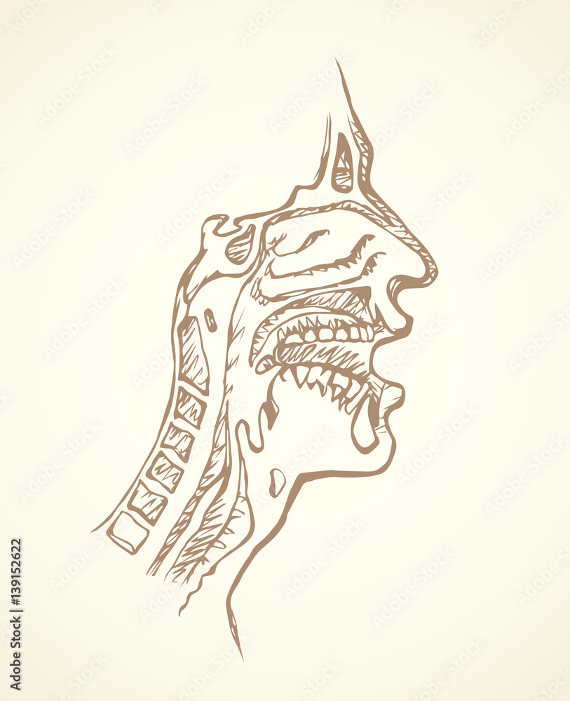 Nasopharyngeal section. Vector drawing Stock Vector | Adobe Stock