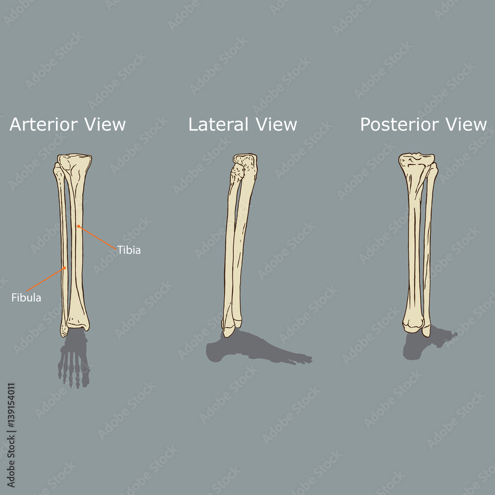 Fibula and Tibia Anatomy Vector Stock Vector | Adobe Stock