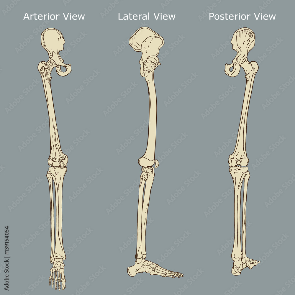 Human Leg Anatomy Vector Stock Vector | Adobe Stock