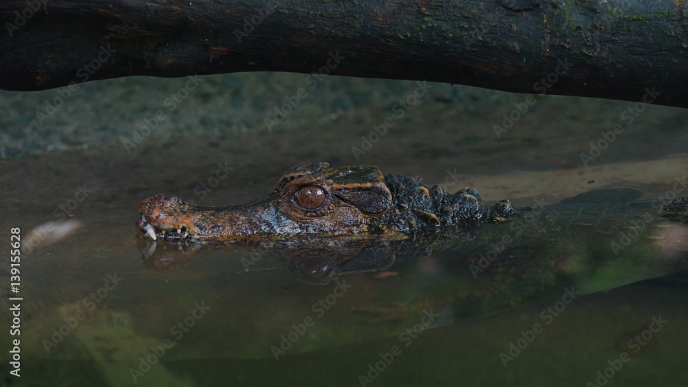 Side view of Narrow-snouted Spectacled Caiman submerged in the river ...