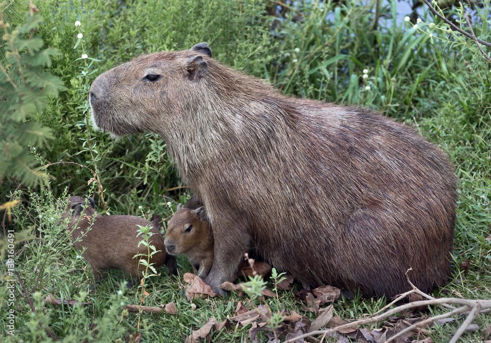 Capybara and her kids in the El Cedral - Los Llanos, Venezuela, South ...