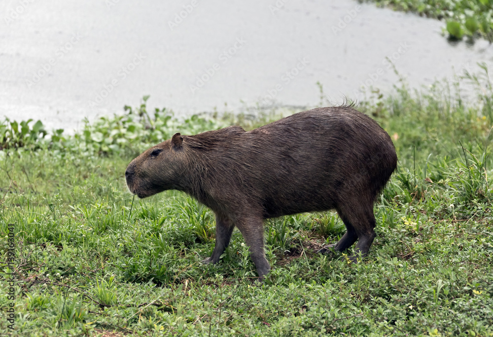 Capybara on the shore of lake in the rain - El Cedral, Los Llanos ...