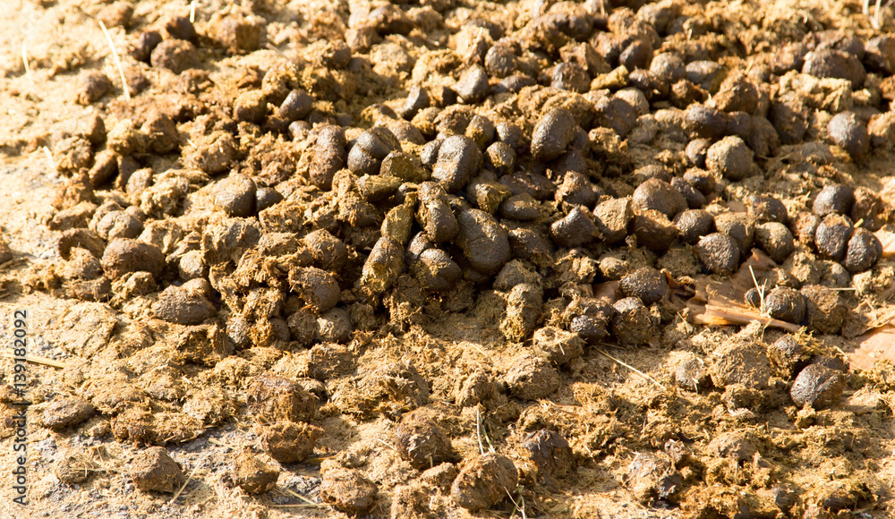 horse droppings in nature Stock Photo | Adobe Stock