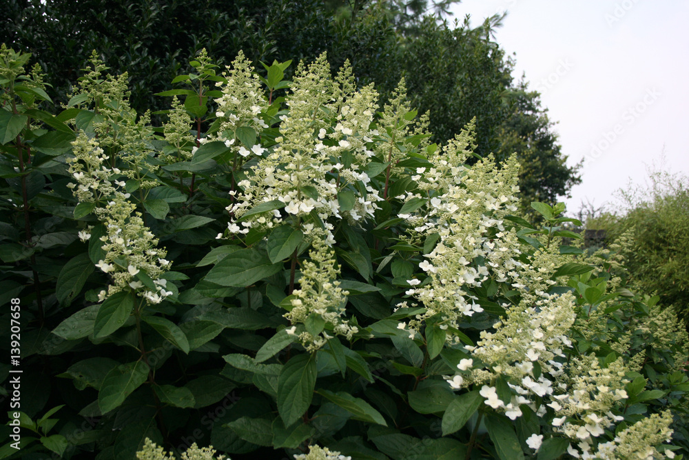 Hydrangea paniculata Kyushu Blüten Stock-Foto | Adobe Stock
