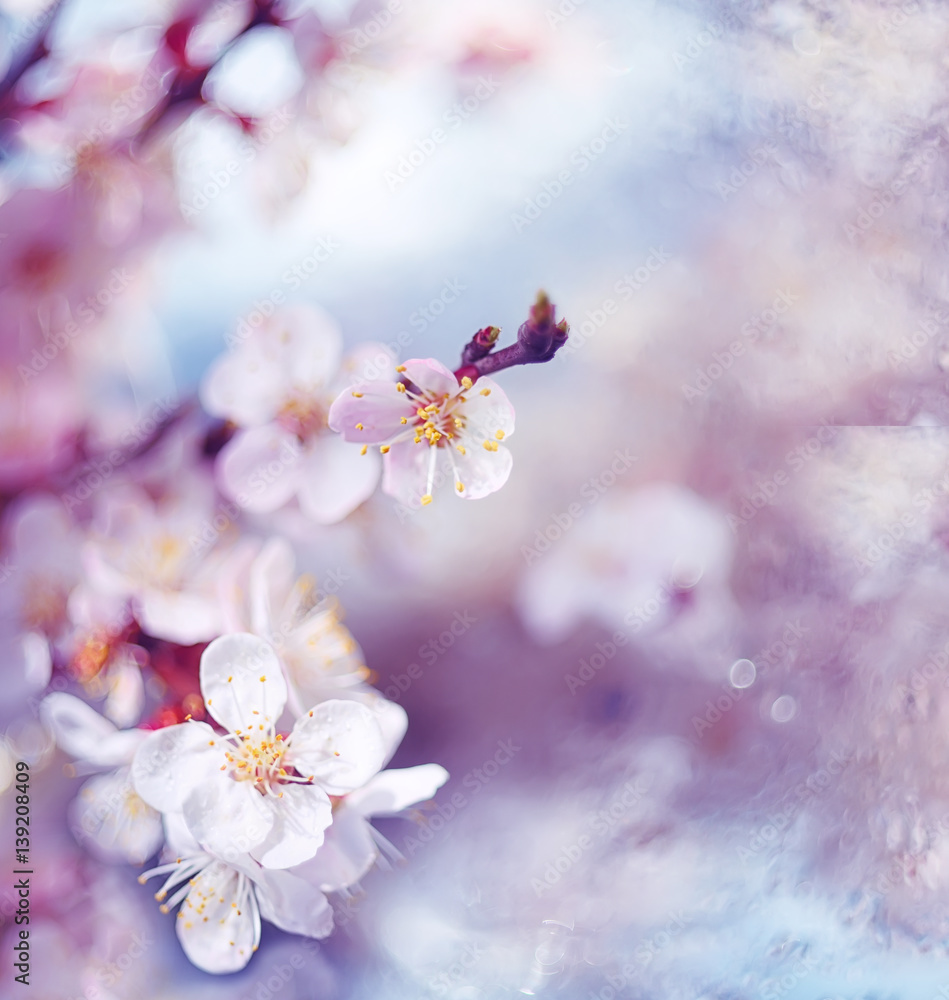 soft white fruit tree blossoms on blurred background tender. Artistic ...