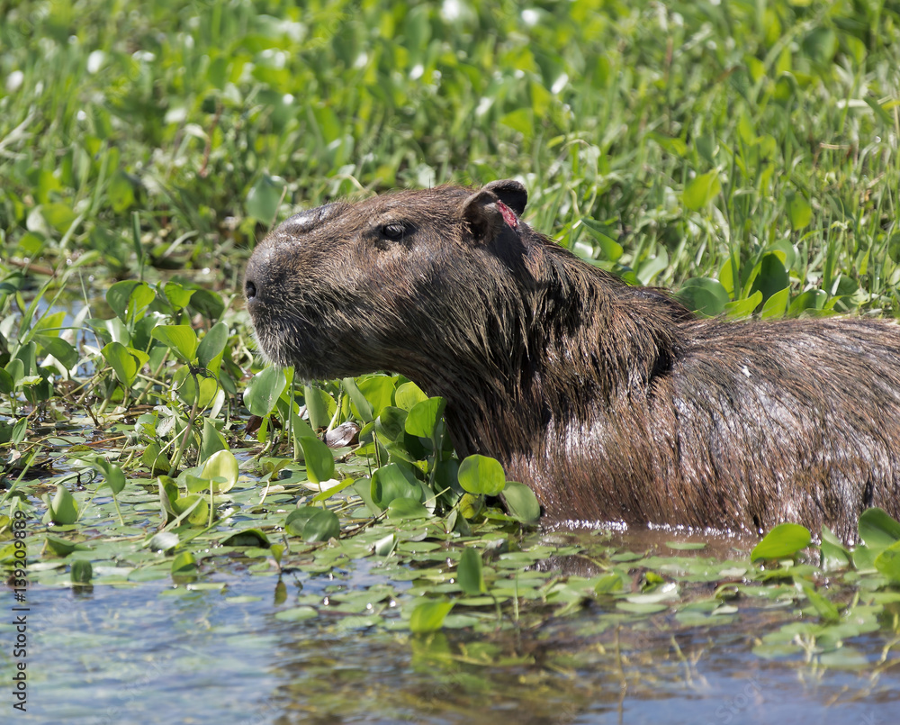 Capybara is sitting in the water - El Cedral, Los Llanos, Venezuela ...