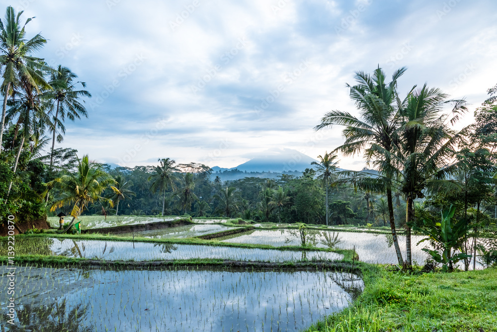 Balinese rice field early morning with sun rise over fogs and palm tree ...